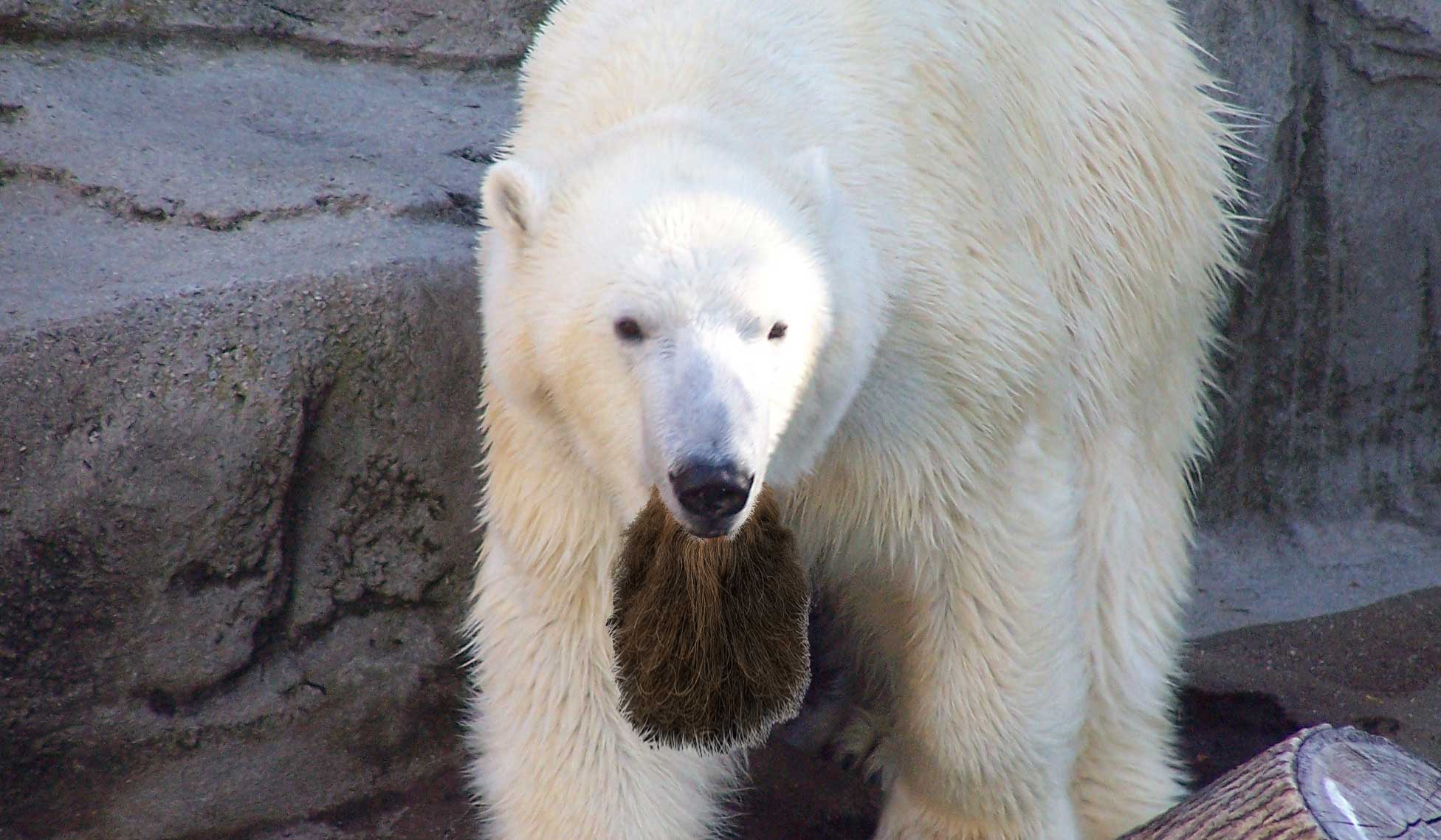 Beardsly Blog - PlungeBeard
